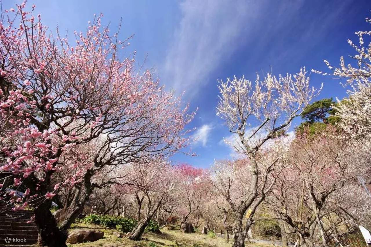[Izu Cherry Blossom & Plum Blossom Day Trip] Kawazu Cherry Blossoms ...